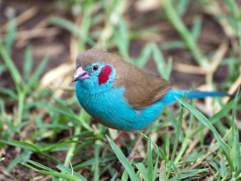 Red-cheeked Cordon-bleu | Smithsonian Photo Contest | Smithsonian Magazine