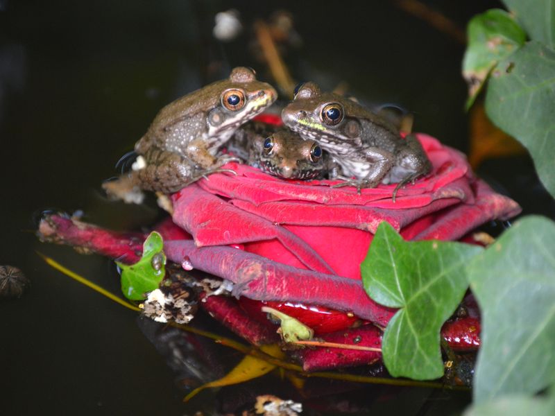 Three frogs | Smithsonian Photo Contest | Smithsonian Magazine