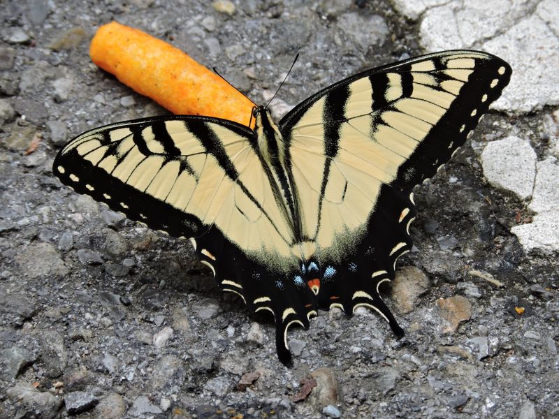 Better Fly That Away | Smithsonian Photo Contest | Smithsonian Magazine