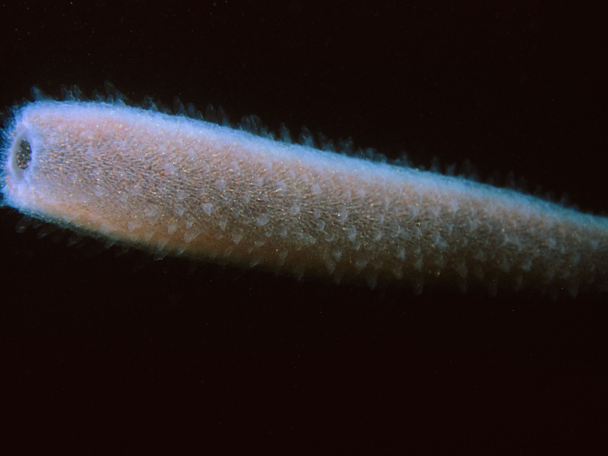 Hordes of Gelatinous “Sea Pickles” Are Invading the West Coast