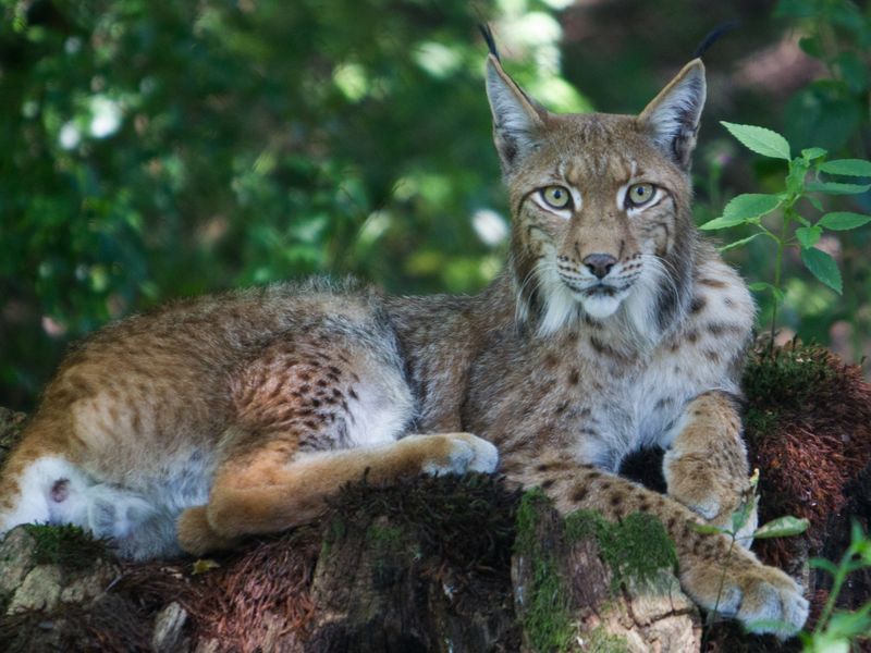Lazy Lynx | Smithsonian Photo Contest | Smithsonian Magazine