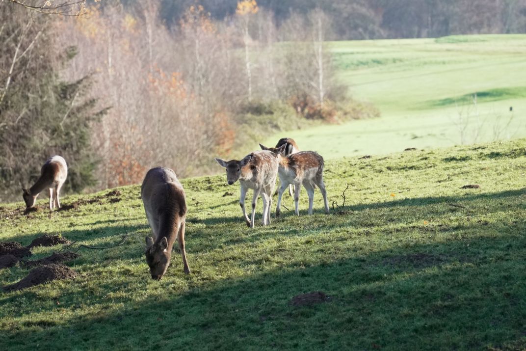 dears in nature | Smithsonian Photo Contest | Smithsonian Magazine