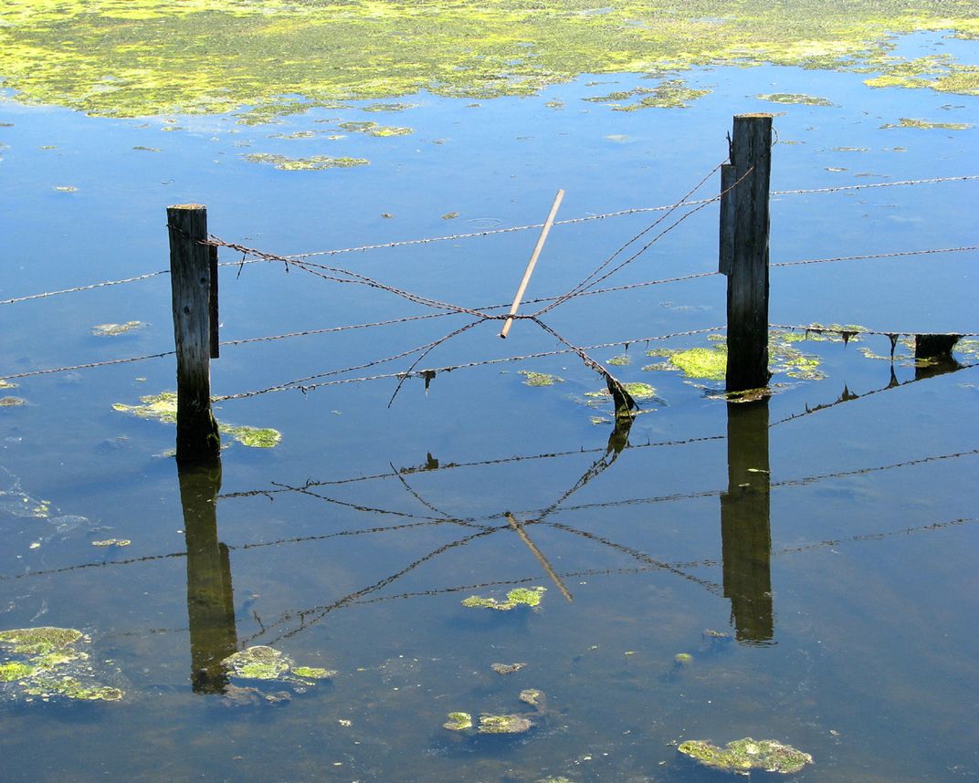 Partially submerged fence in the wetlands near the Napa River ...
