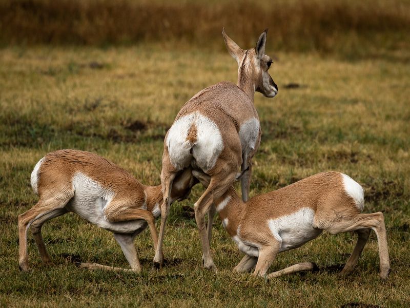 Motherhood: Pronghorn feeding her twins | Smithsonian Photo Contest ...