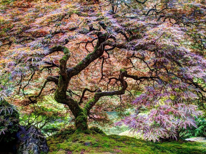 Tree of Life Portland Or. | Smithsonian Photo Contest | Smithsonian ...