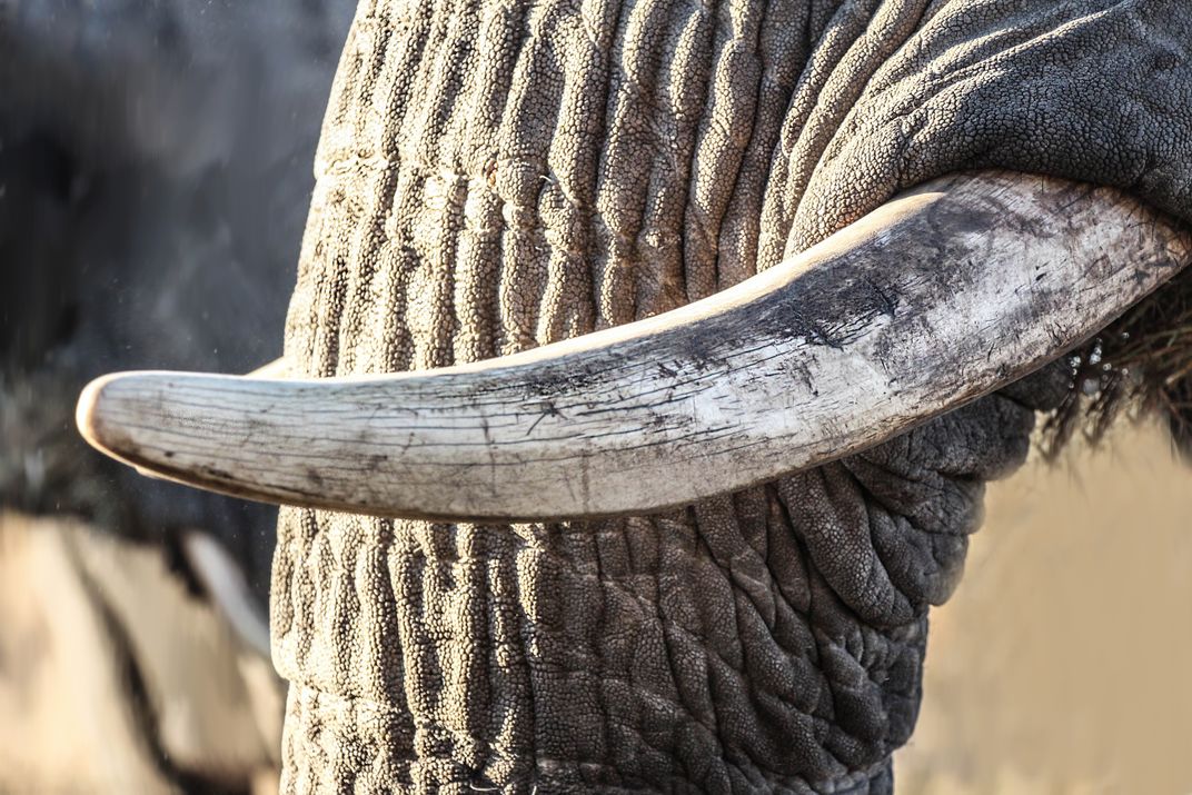 The Ivory Trade | Smithsonian Photo Contest | Smithsonian Magazine