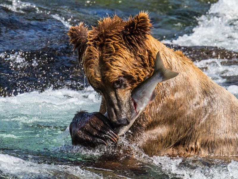 The Bear Necessity | Smithsonian Photo Contest | Smithsonian Magazine