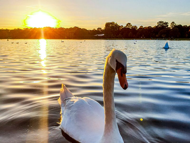A swan swimming during sunset | Smithsonian Photo Contest | Smithsonian ...