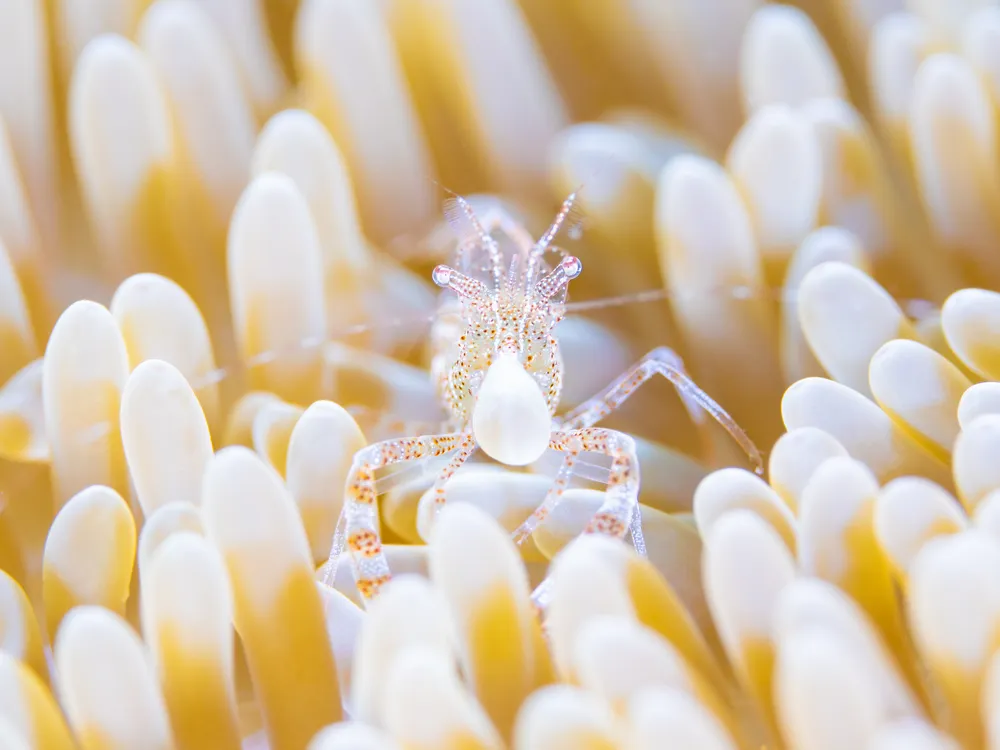A Sun Anemone Shrimp Steals a Bite of its Sun Anemone Home ...