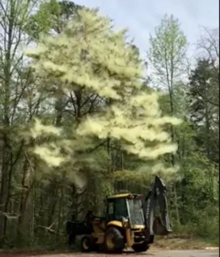 conifer tree pollen