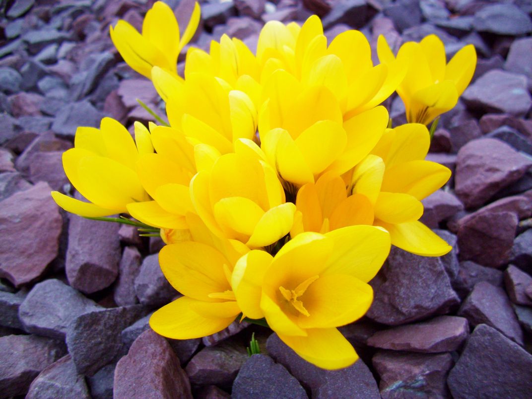 Walking to get my mail, I noticed these yellow crocuses. | Smithsonian ...