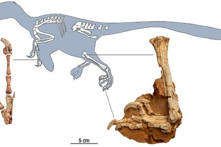 Dinosaurs | Smithsonian Magazine