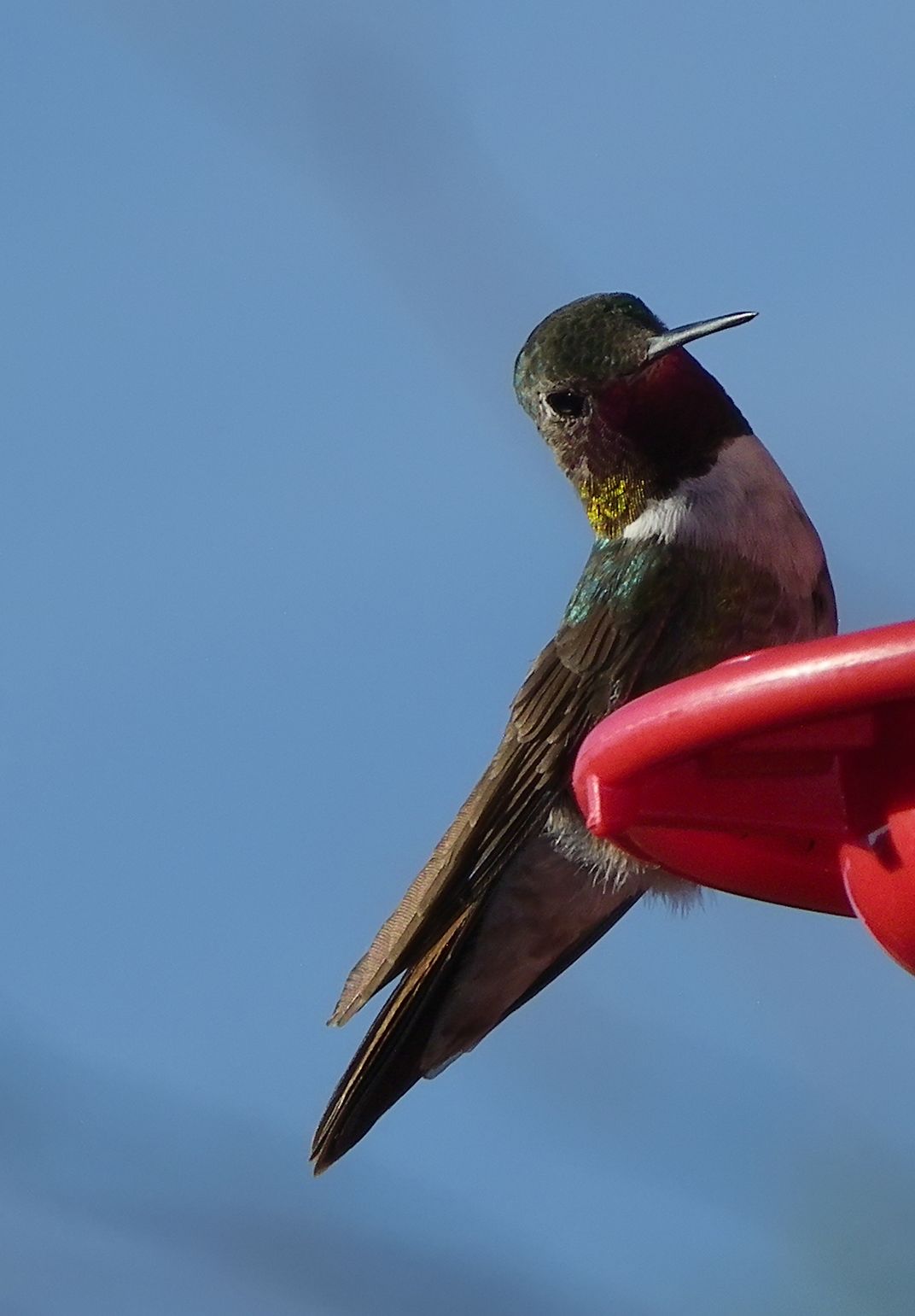 Male Broad-Tailed Hummingbird on Feeder in Santa Fe, New Mexico ...