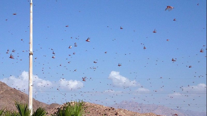 Locust Swarm Video