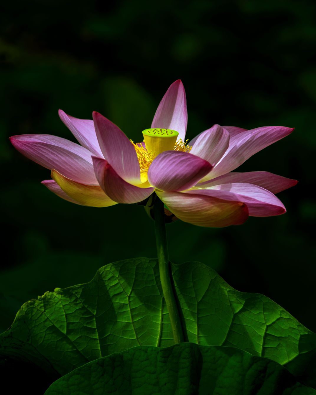 Lotus Flower | Smithsonian Photo Contest | Smithsonian Magazine