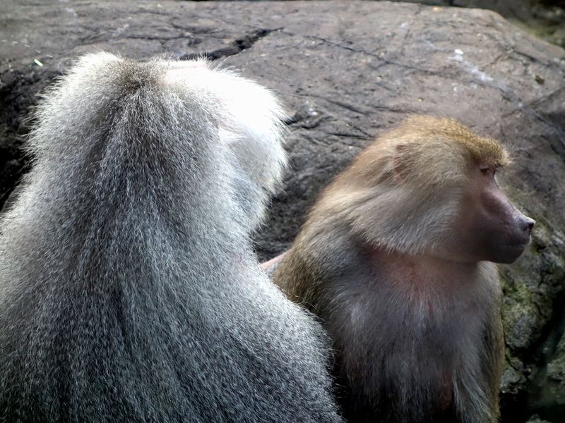Baboons grooming one another. | Smithsonian Photo Contest | Smithsonian ...