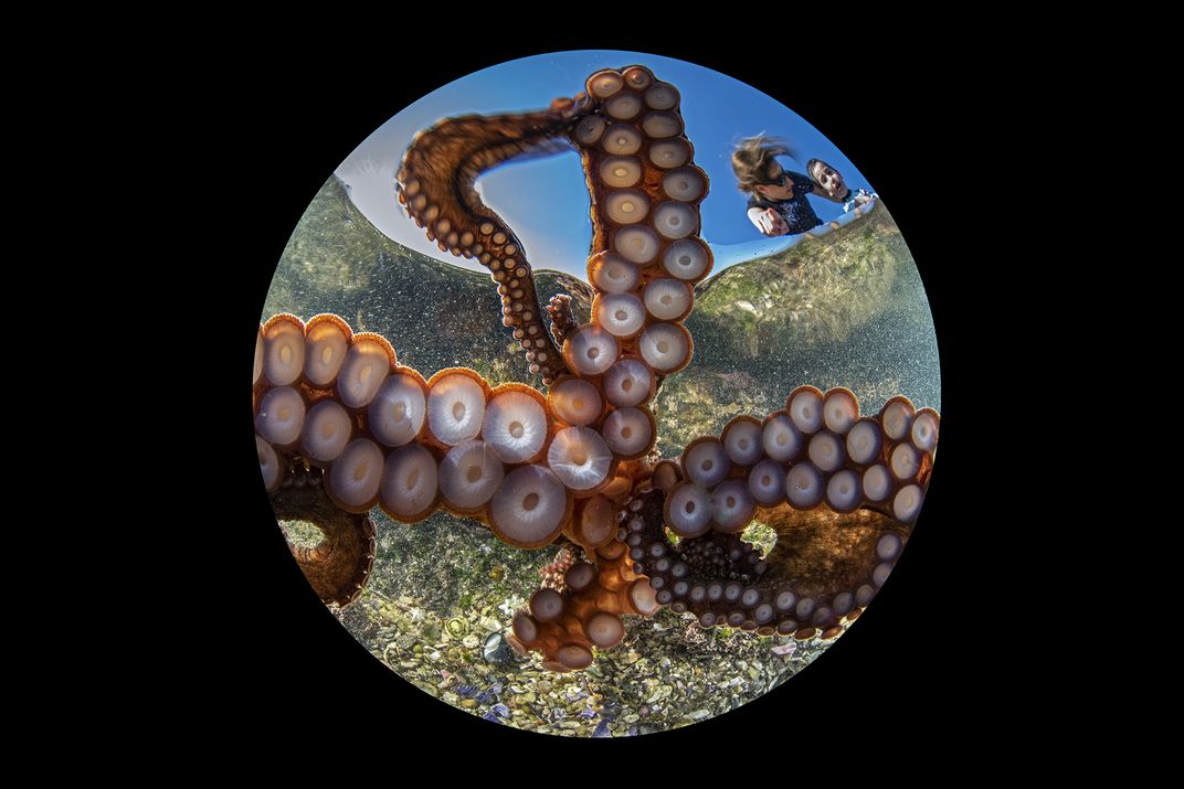 Look at the octopus | Smithsonian Photo Contest | Smithsonian Magazine