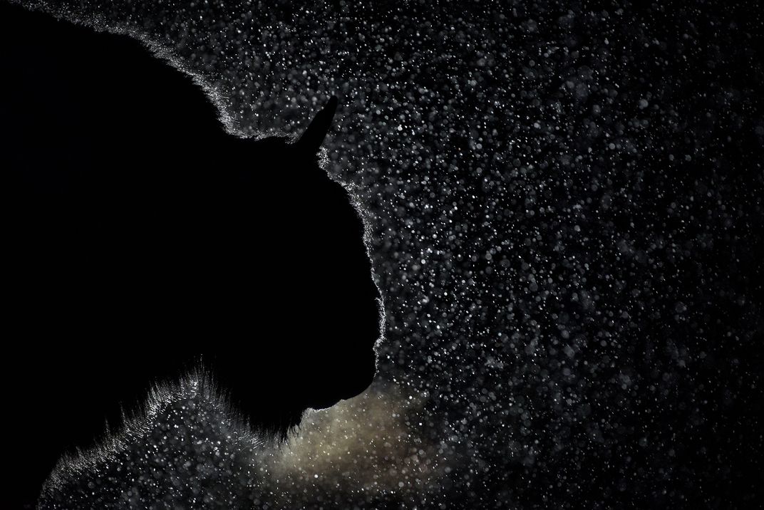 Constellation bison | Smithsonian Photo Contest | Smithsonian Magazine