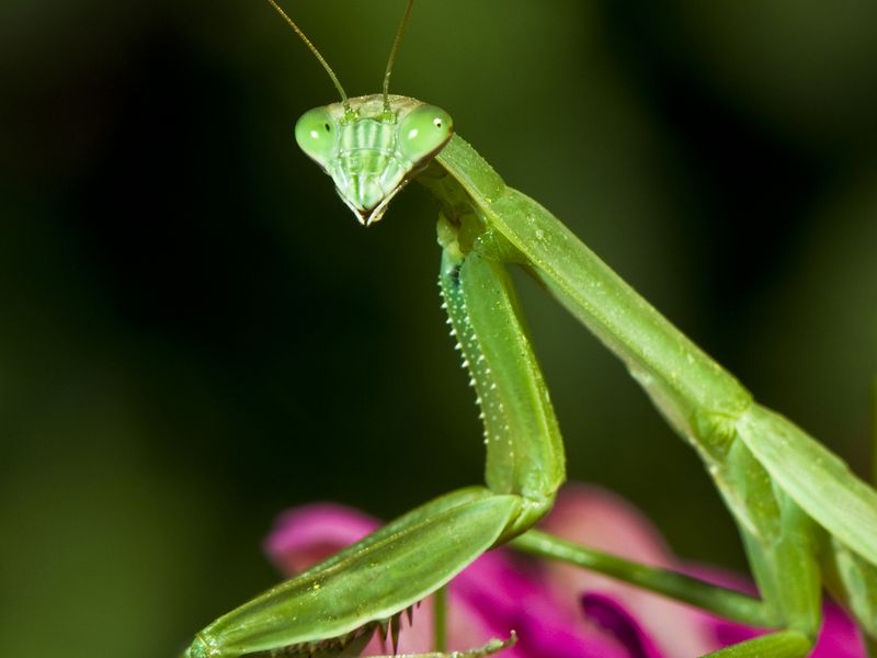 Preying Mantis | Smithsonian Photo Contest | Smithsonian Magazine
