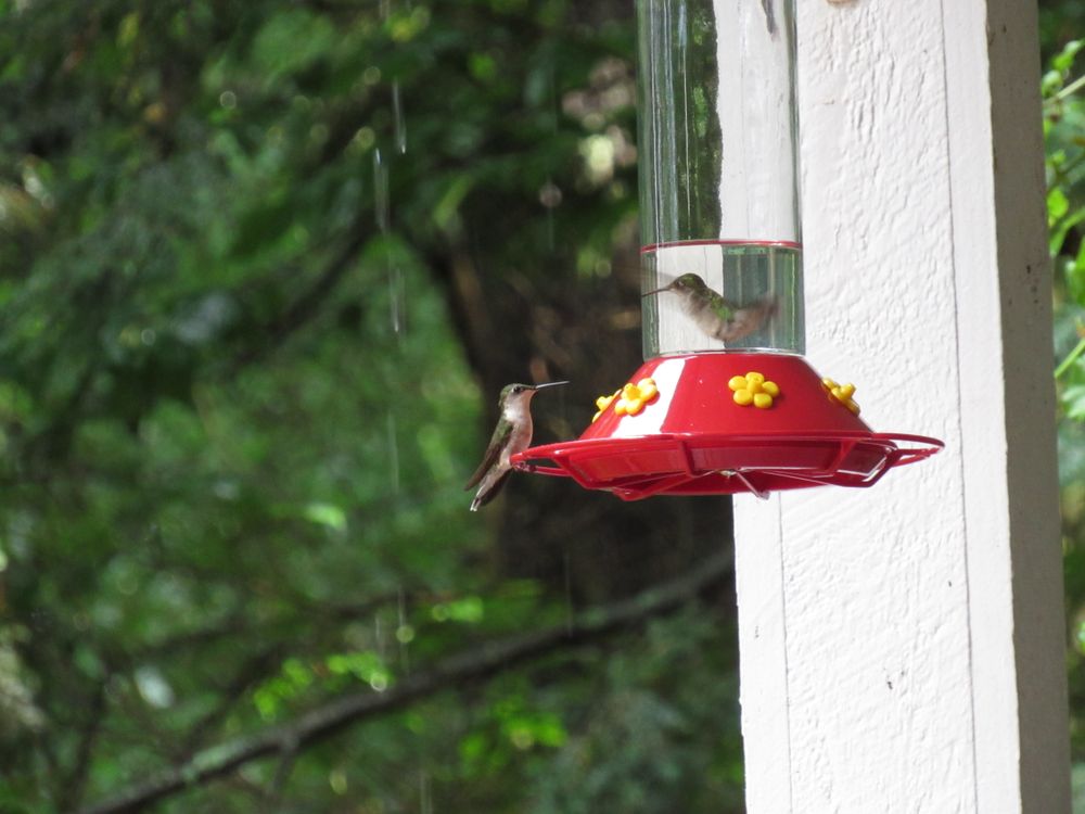 A Hummingbird optical illusion. | Smithsonian Photo Contest ...