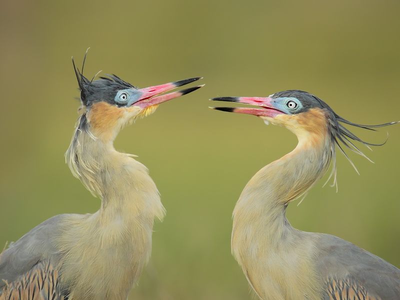 Chiflones en cortejo... | Smithsonian Photo Contest | Smithsonian Magazine