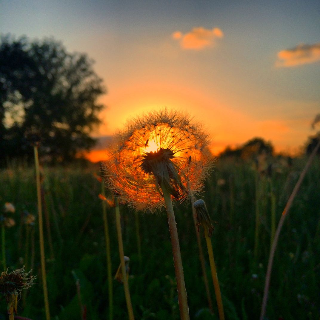 A dandelion weed while the sun is setting | Smithsonian Photo Contest ...