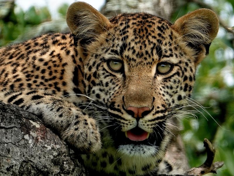 South African Leopard | Smithsonian Photo Contest | Smithsonian Magazine