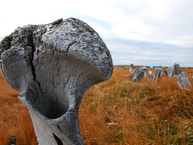 Bowhead whale bones jut from the earth in the small village of Point ...