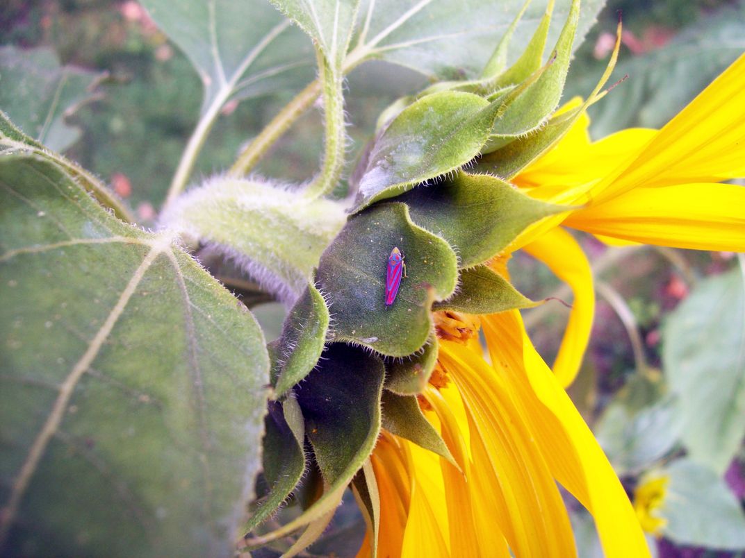 Bright bug on a dying Sunflower | Smithsonian Photo Contest ...
