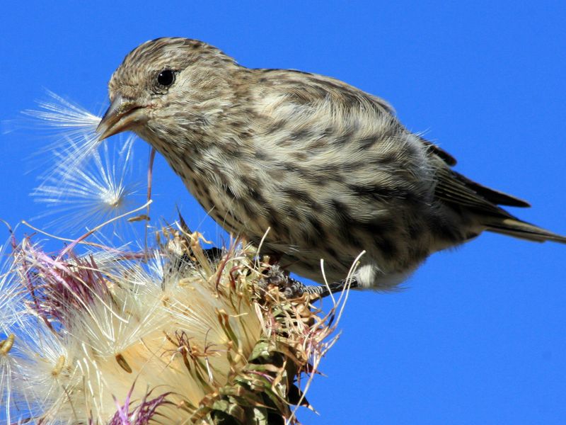 A finch has a feast eating thistle seeds from a plant that has gone to ...