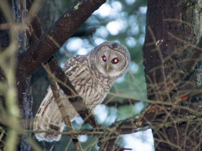 Barred Owl with red eyes | Smithsonian Photo Contest | Smithsonian Magazine