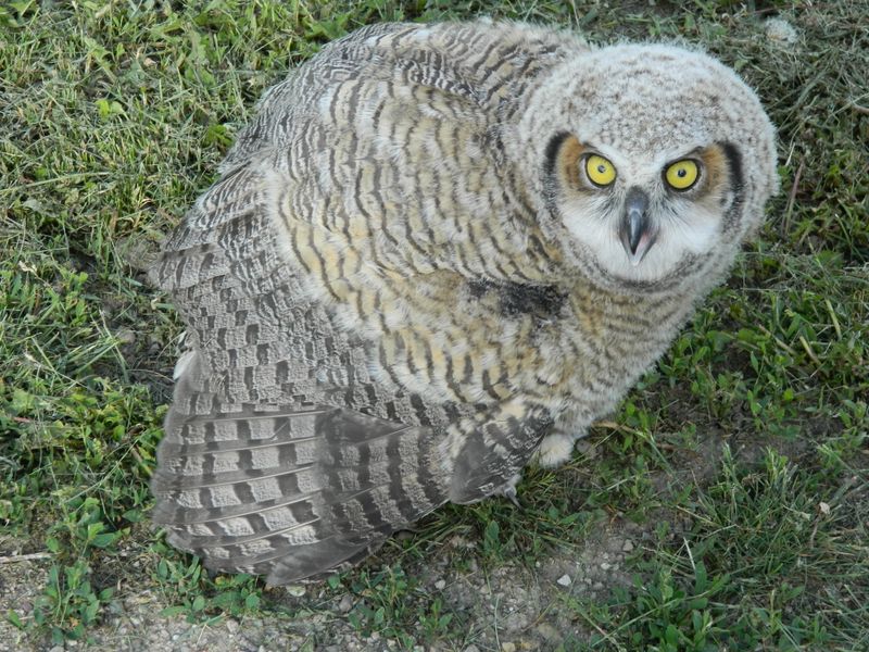 Owlet | Smithsonian Photo Contest | Smithsonian Magazine