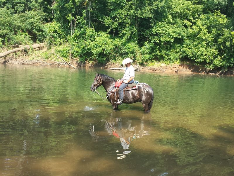 DJH Thor of Hopehaven.American Sugarbush Harlequin Draft Horse and ...