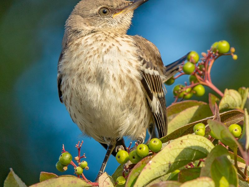 Young Mockingbird | Smithsonian Photo Contest | Smithsonian Magazine