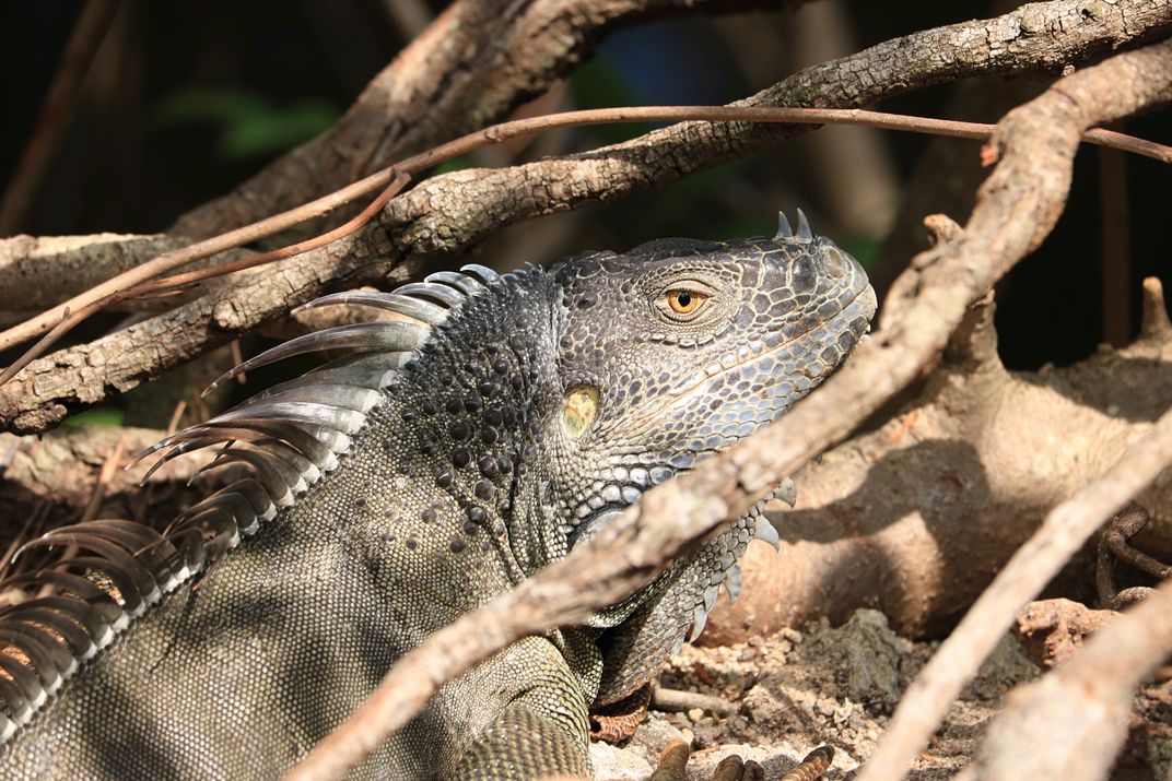 A Basilsk Basking in the Summer Sun | Smithsonian Photo Contest ...