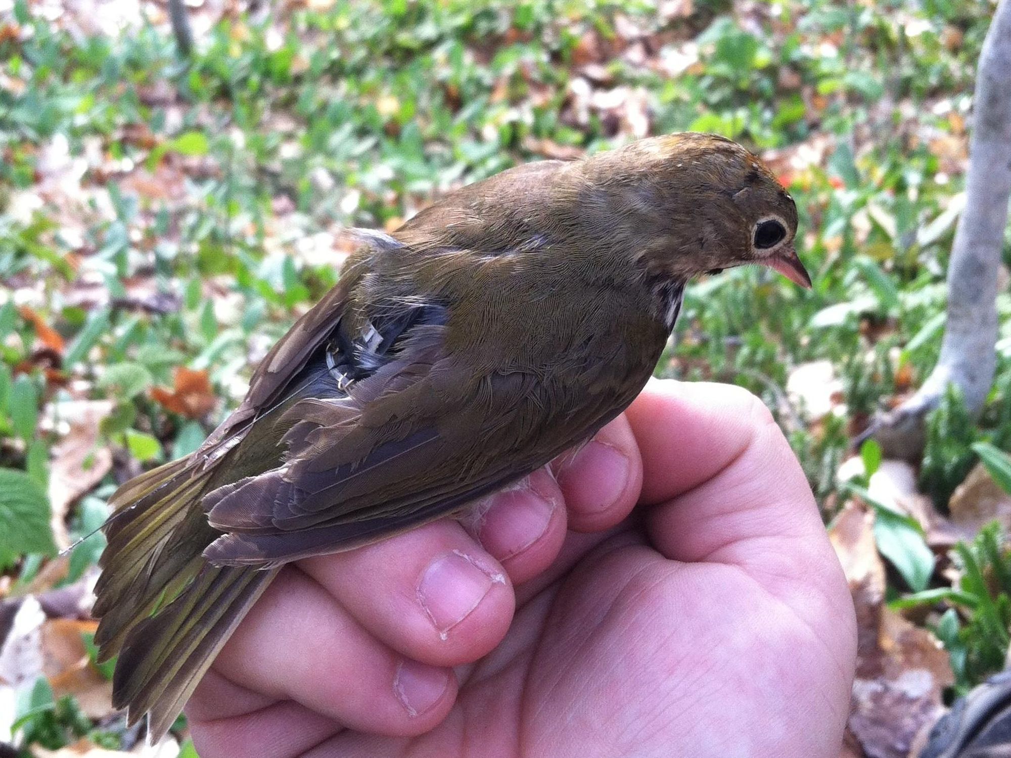 The Hottest New Accessory for Songbirds: Tiny GPS-Enabled Backpacks