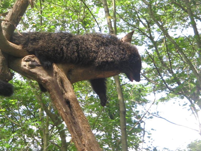 palawan bearcat on a tree | Smithsonian Photo Contest | Smithsonian ...