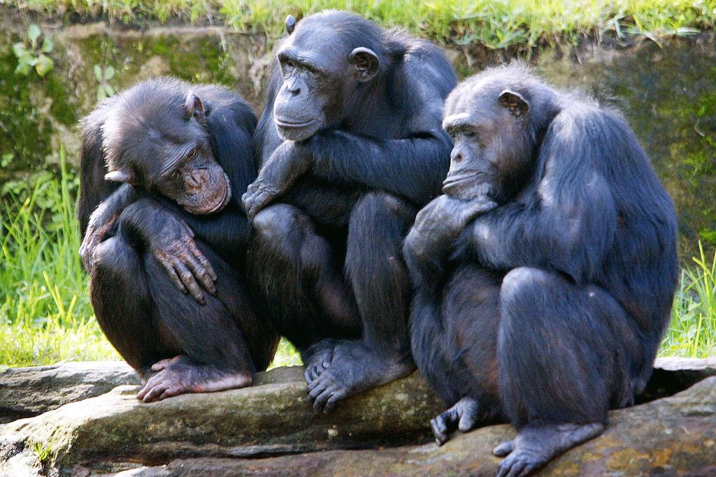 Wild Female Chimpanzees Go Through Menopause, Study Finds