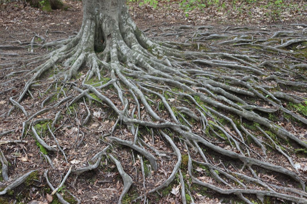 Roots of life | Smithsonian Photo Contest | Smithsonian Magazine