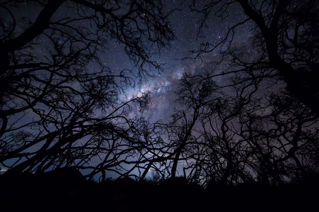 Death Forest | Smithsonian Photo Contest | Smithsonian Magazine