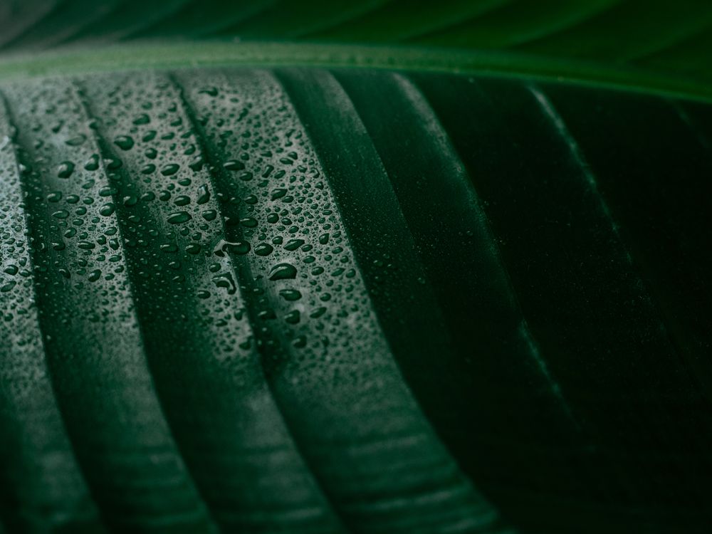 Leaves | Smithsonian Photo Contest | Smithsonian Magazine