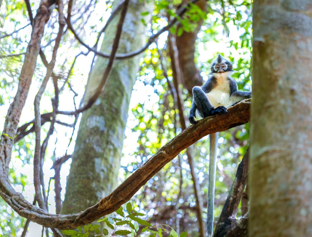 Thomas Leaf Monkey of Sumatra | Smithsonian Photo Contest | Smithsonian ...