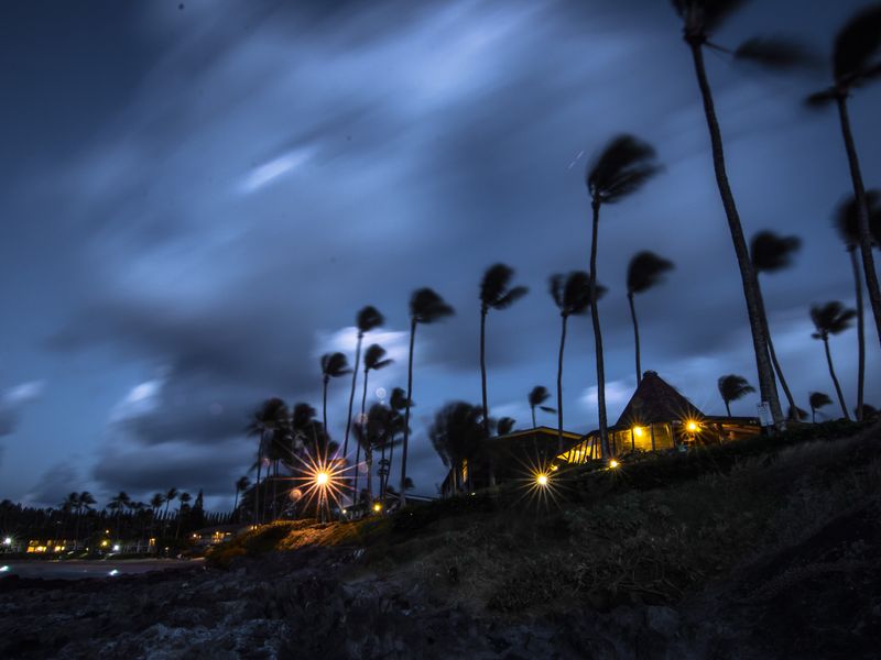 Windy Palms | Smithsonian Photo Contest | Smithsonian Magazine
