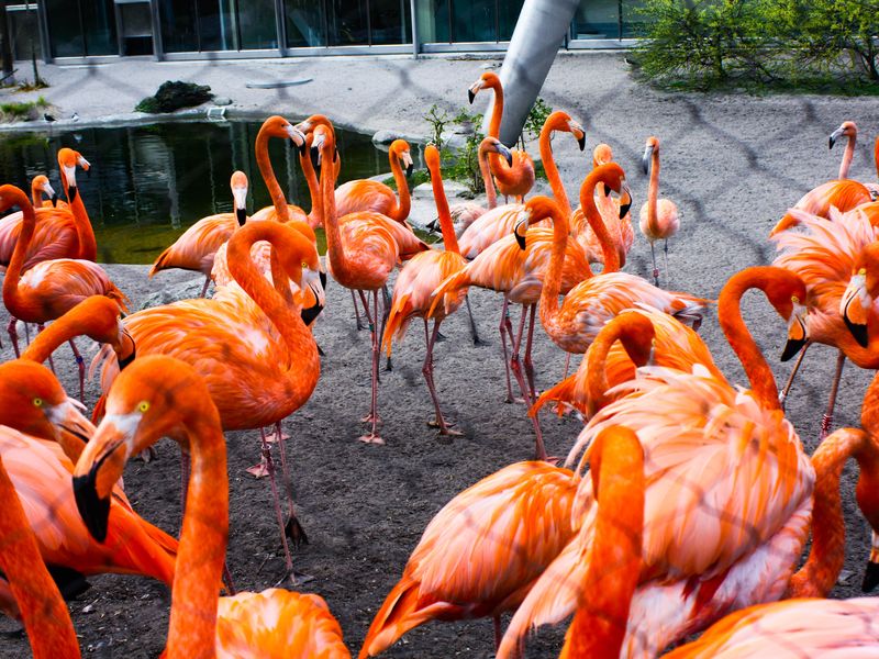 Natural world? Flamingos behind a fence. | Smithsonian Photo Contest ...