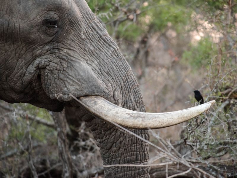 Elephant viewing bird | Smithsonian Photo Contest | Smithsonian Magazine