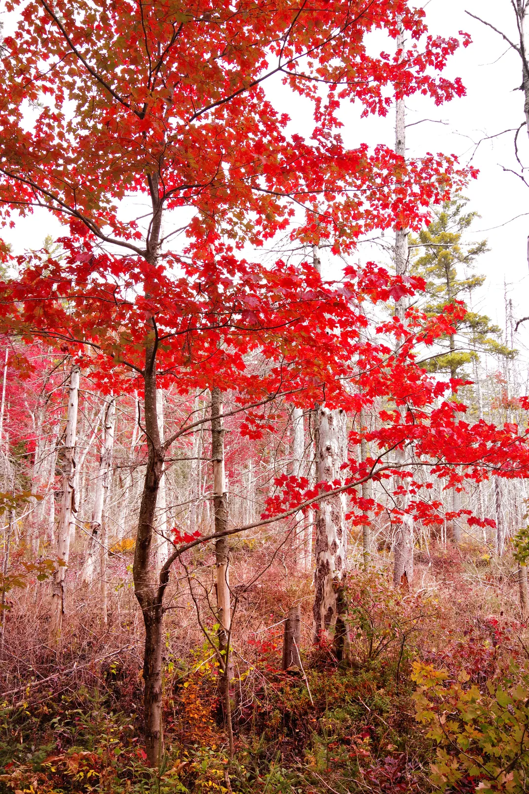 White Birch Red Autumn | Smithsonian Photo Contest | Smithsonian Magazine