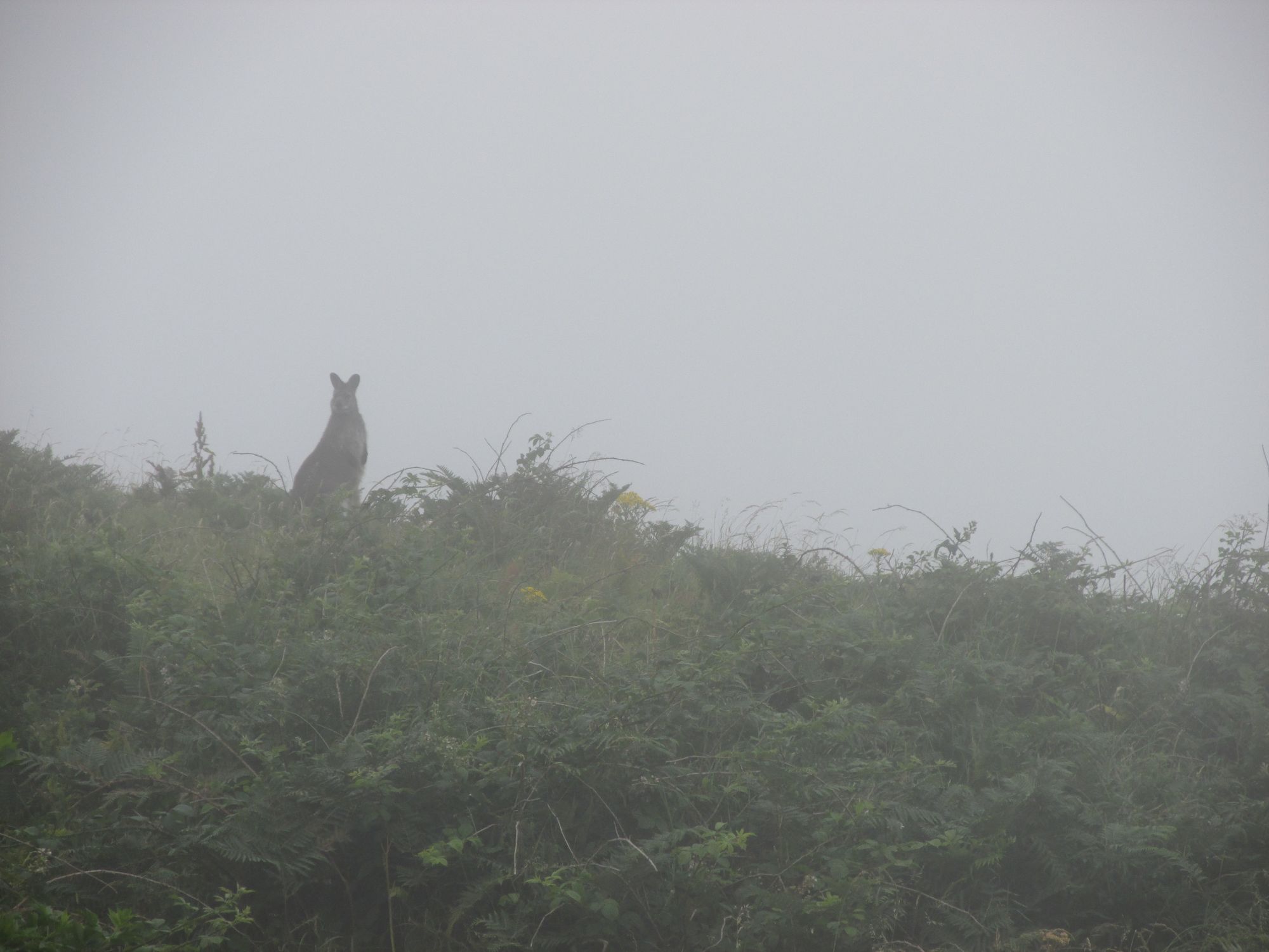 What the Heck Are Wallabies Doing in Ireland?