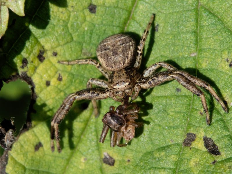 Cannibal spider | Smithsonian Photo Contest | Smithsonian Magazine