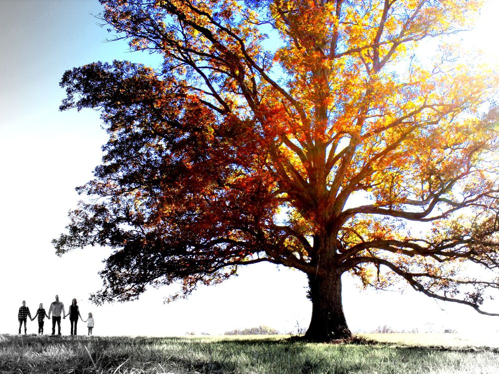 Family Tree | Smithsonian Photo Contest | Smithsonian Magazine