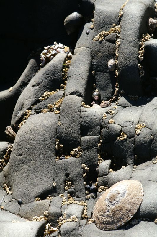 Seascape of weathered rock, limpets, and barnacles at the mouth of Coos ...